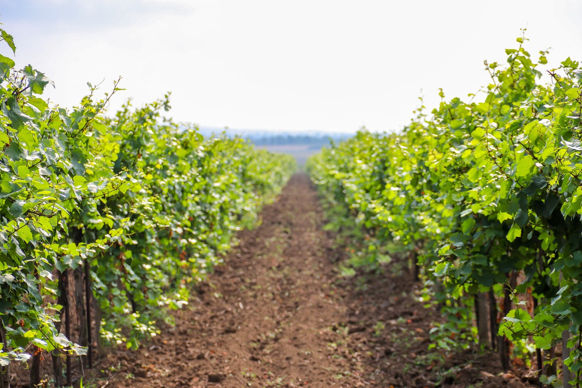 Wineries With Live Entertainment - Temecula Entertainment